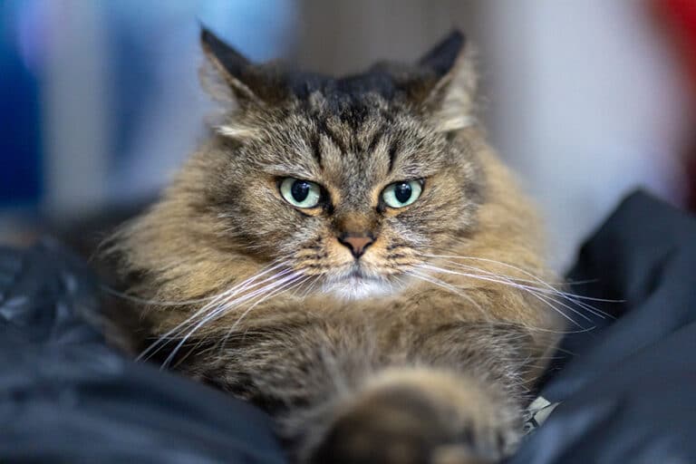 Cat Care | Premium Halal Cat Food | Hurayra Pet Food