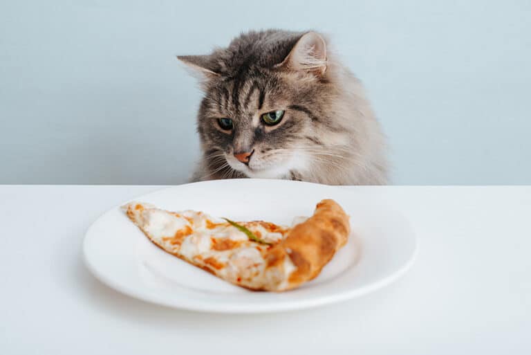 Cat Care | Premium Halal Cat Food | Hurayra Pet Food