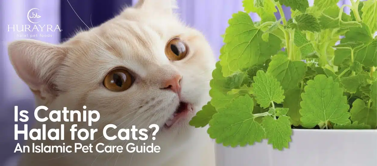 Is Catnip Halal for Cats? An Islamic Pet Care Guide